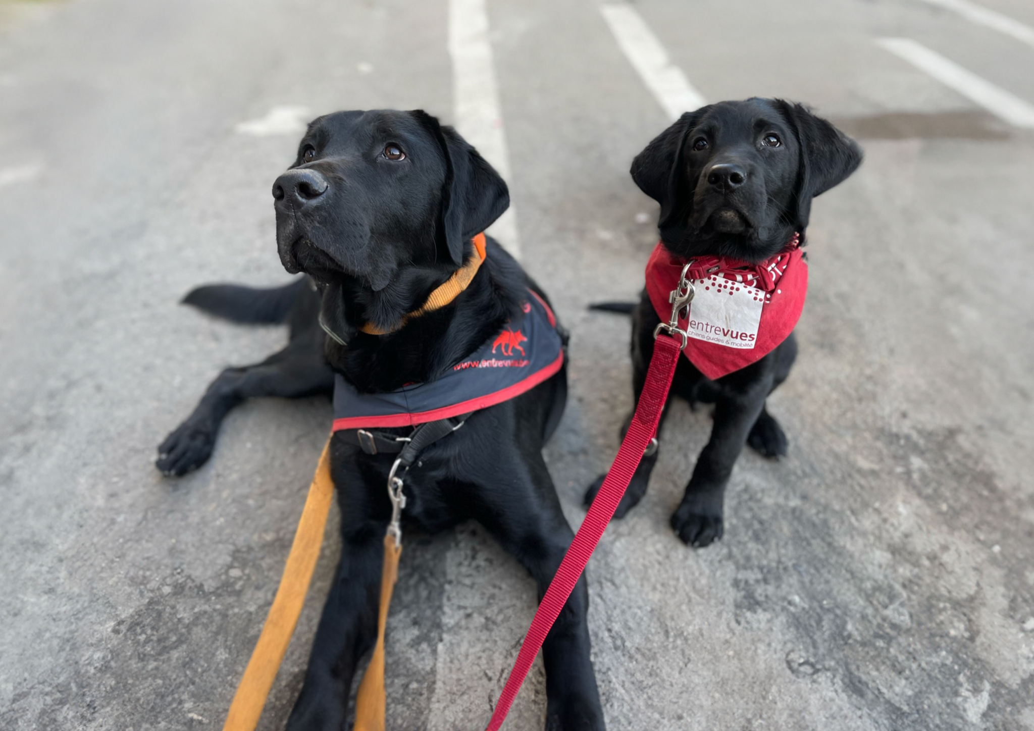 Journée Internationale du Chien Guide | Entrevues